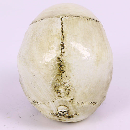 Skull Head Human Resin Skeleton Detached Jaw – Paktec.nz